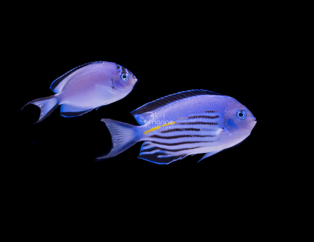 Watanabe Angel – Marine Collectors